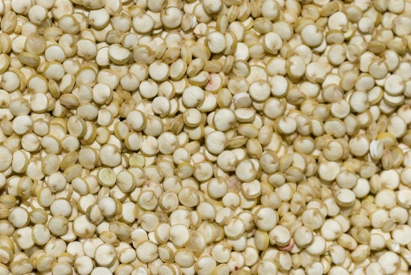 Culture du quinoa : conseils, semis, récolte - Tout savoir sur cette plante