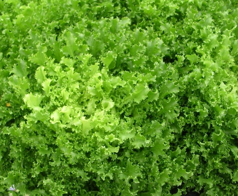 Growing Escarole advice on sowing, maintenance and harvest