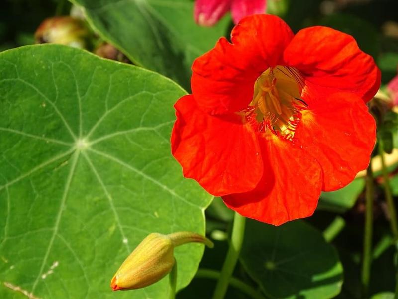 Quand semer / planter la capucine au jardin