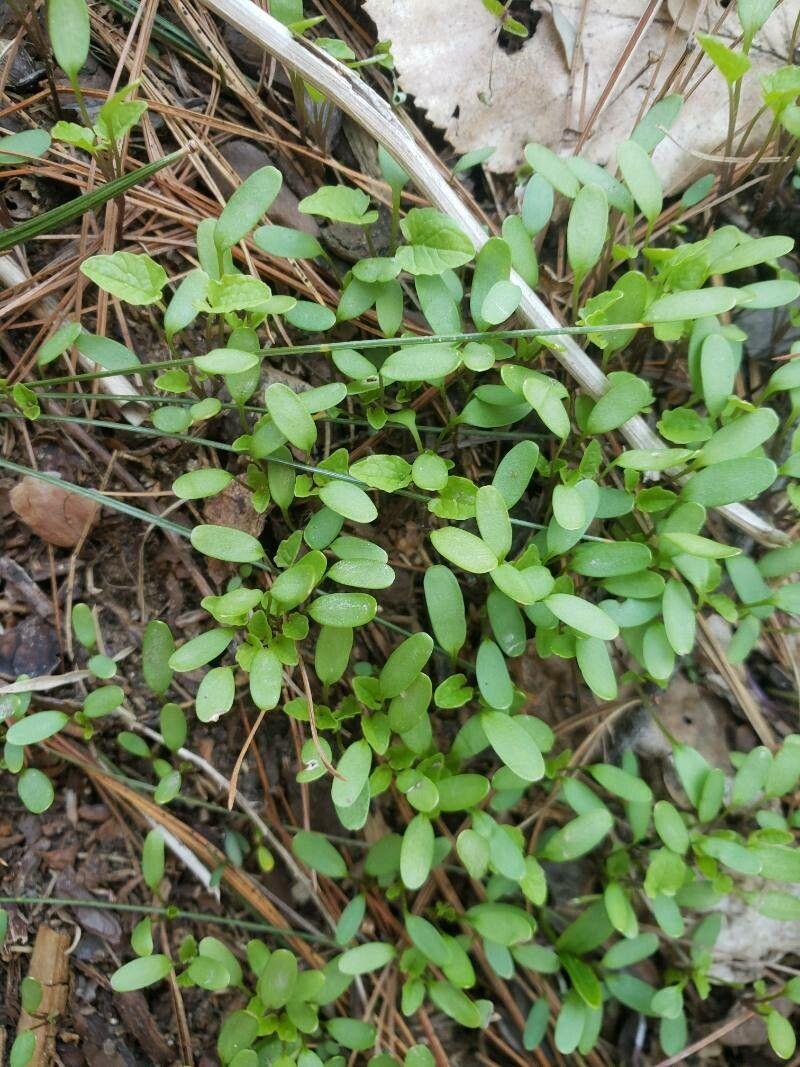 Garden cress : sowing, planting and harvest calendar