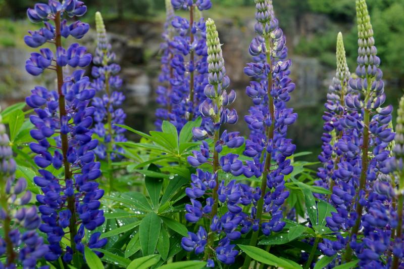 Culture du Lupin: conseils de semis, récolte et soins - Jardinage facile
