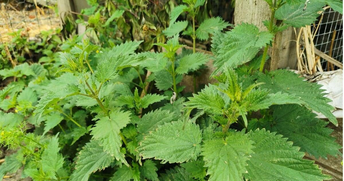 How to make nettle manure very easily?
