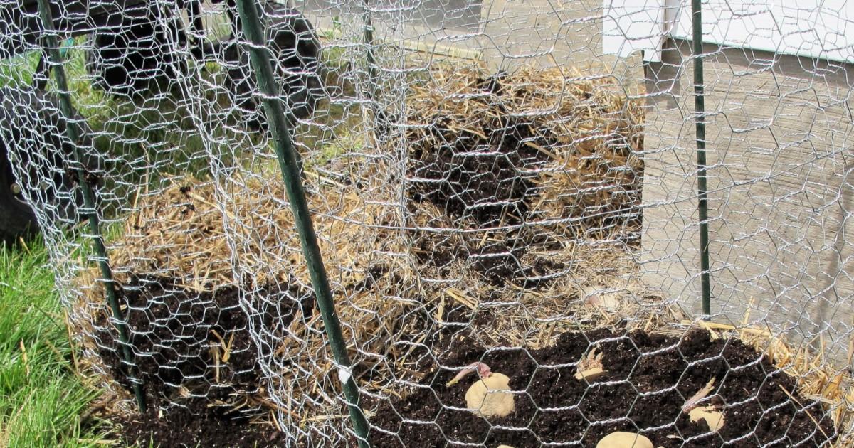 The potato tower: does it really work?