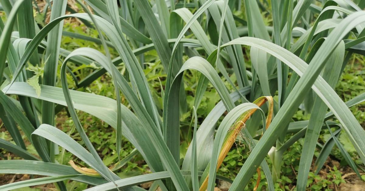 How to make leeks fat?